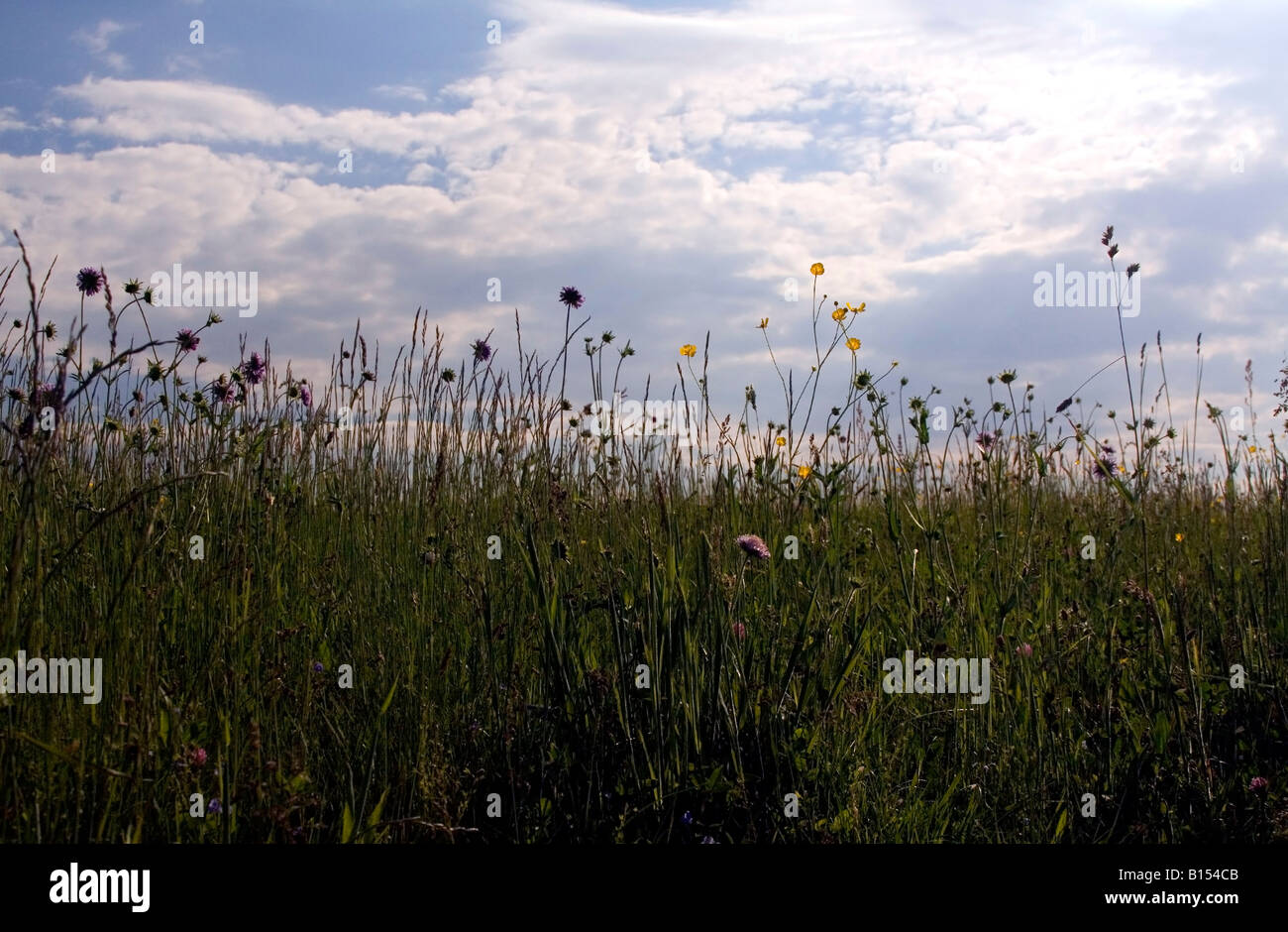 Tall wild flowers hi-res stock photography and images - Alamy