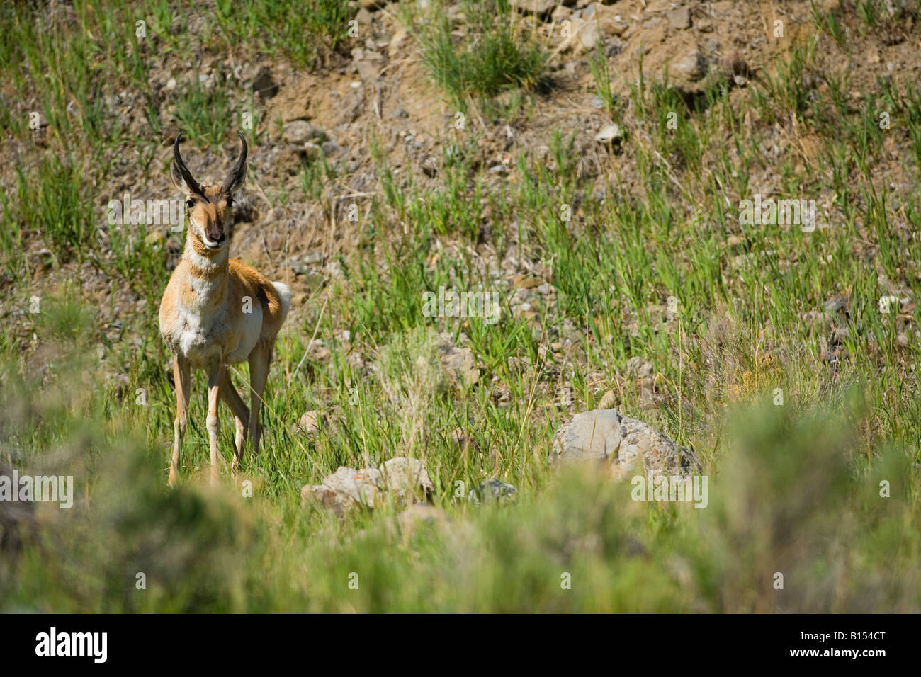 The pronghorn (Antilocapra americana Stock Photo - Alamy
