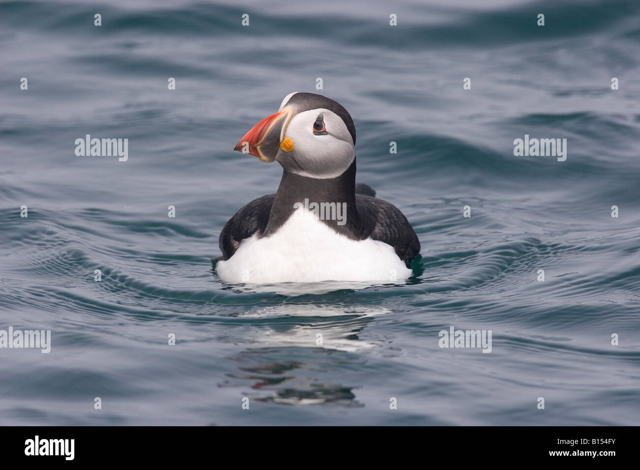 Puffin on Skomer Island Stock Photo - Alamy
