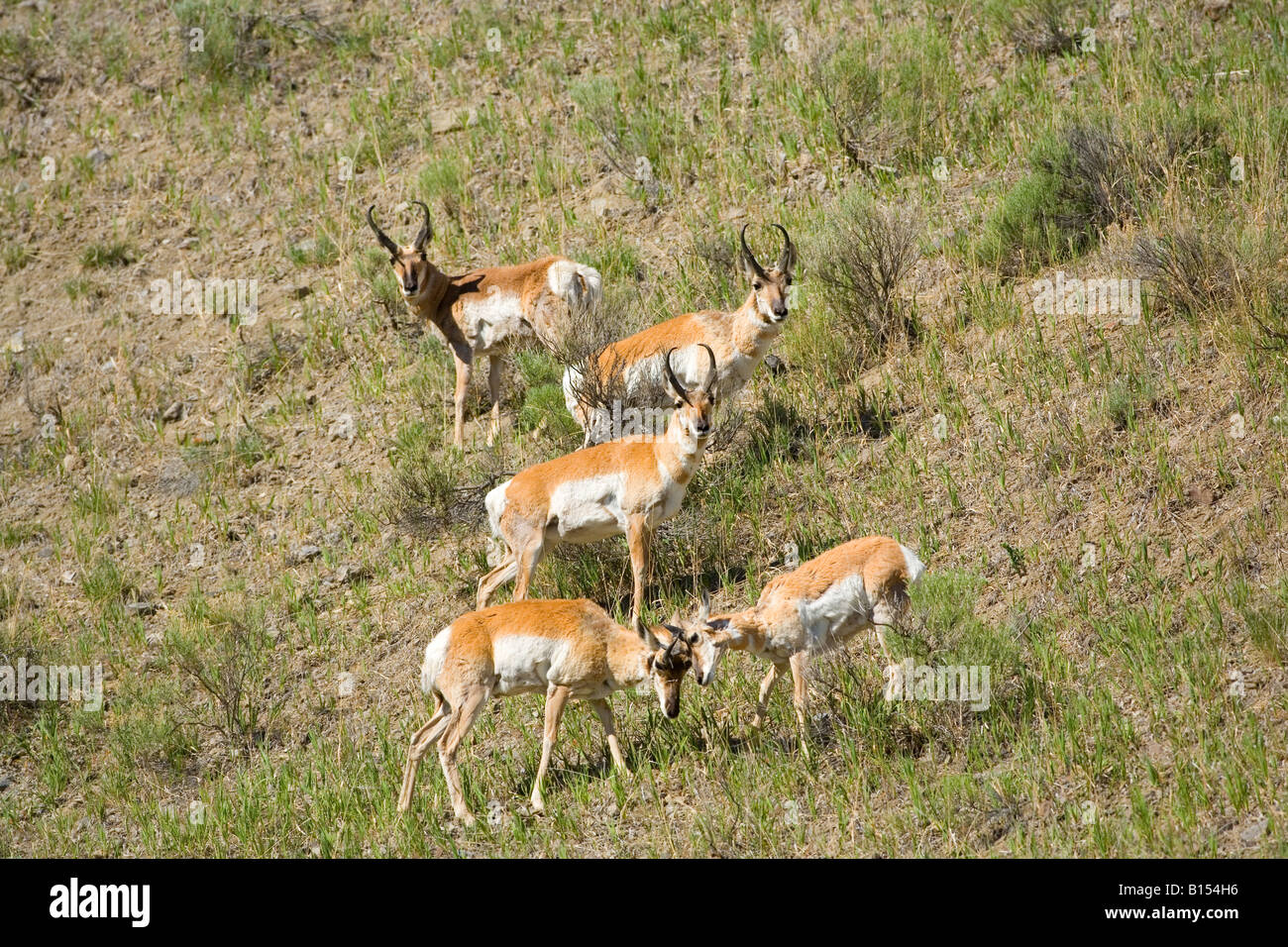 The pronghorn (Antilocapra americana Stock Photo - Alamy