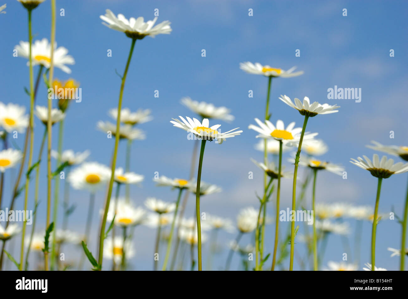 daisy flowers on sky background Asteraceae Anthemis ruthenica Stock ...