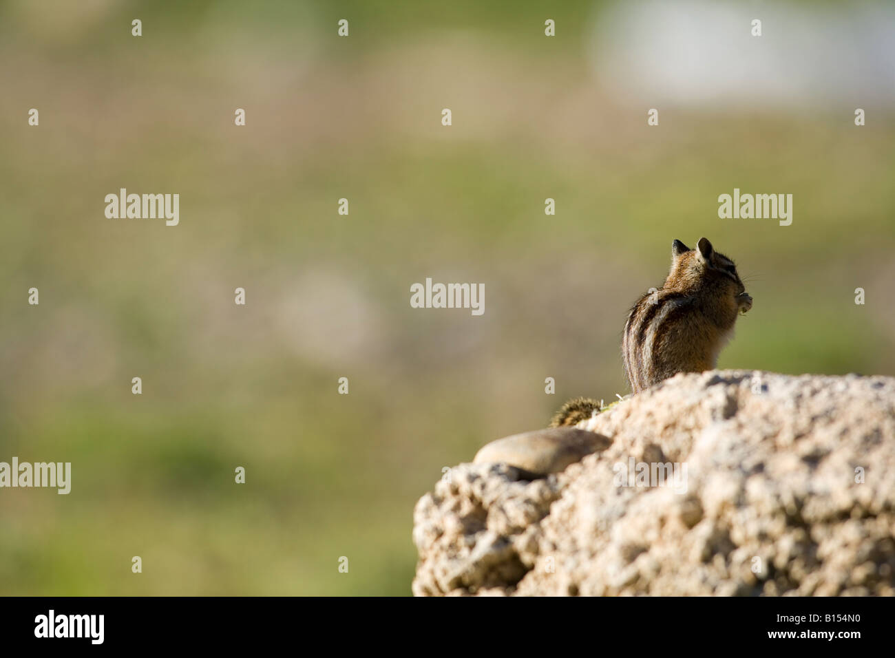 Least Chipmunk (Tamias minimus) in the Grand Teton National Park Stock ...