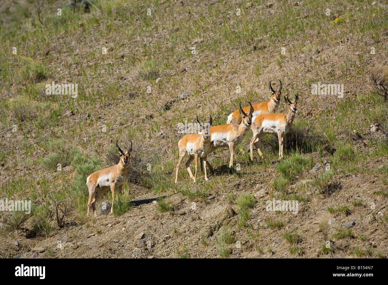 The pronghorn (Antilocapra americana Stock Photo - Alamy