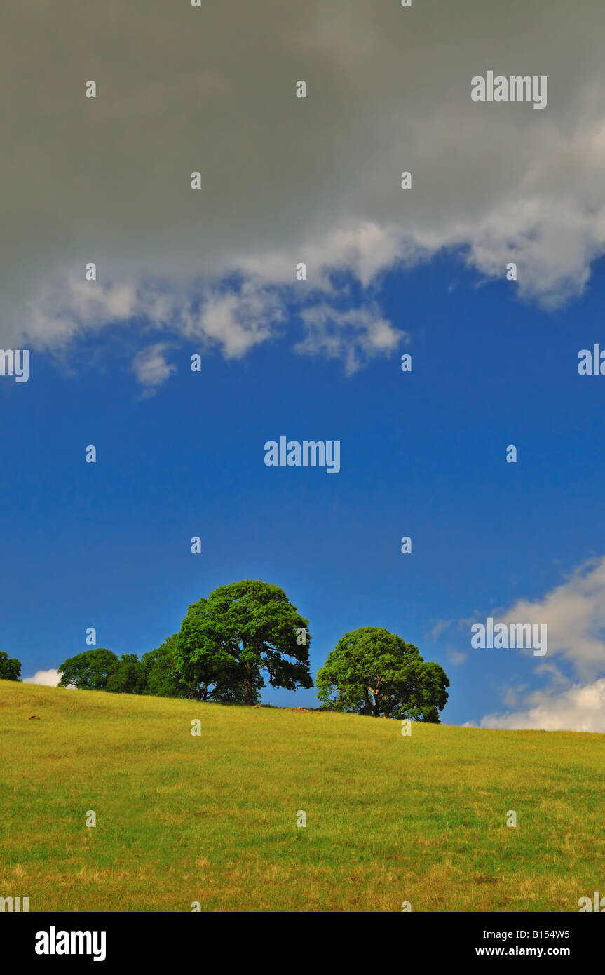 green field in springtime Stock Photo - Alamy