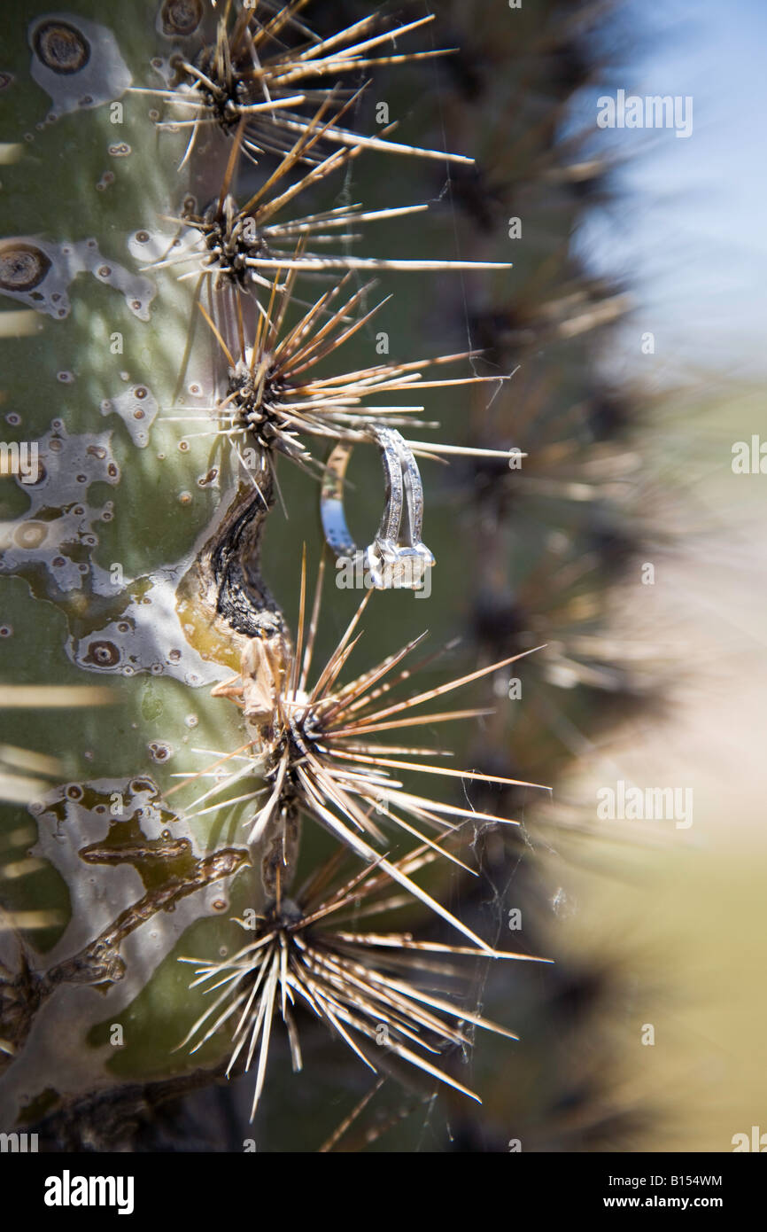Diamond Ring on Cactus Spine Stock Photo - Alamy