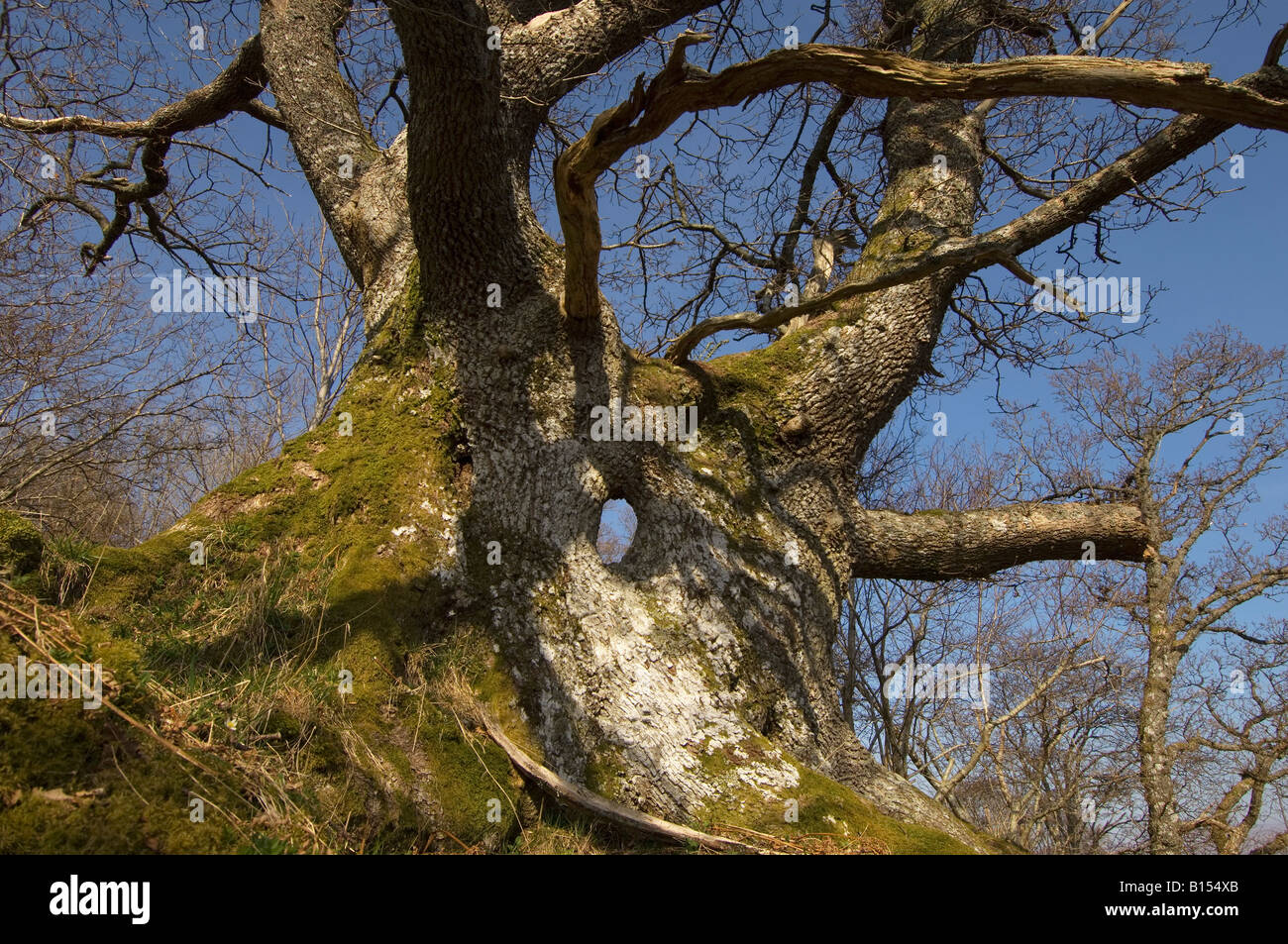 Fantastically shaped oak tree with split and hollow main trunk in early ...