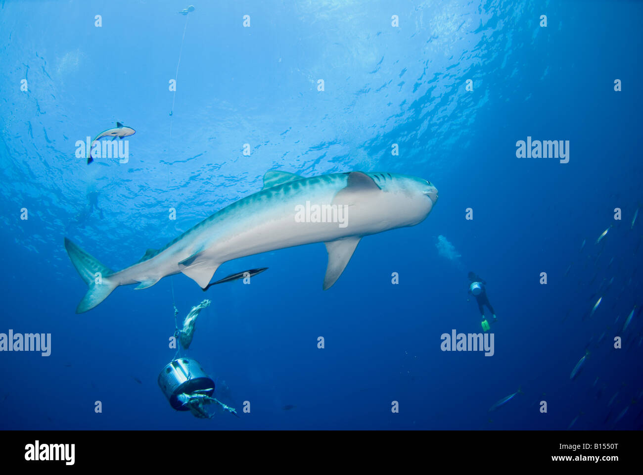 Big head fish hi-res stock photography and images - Alamy