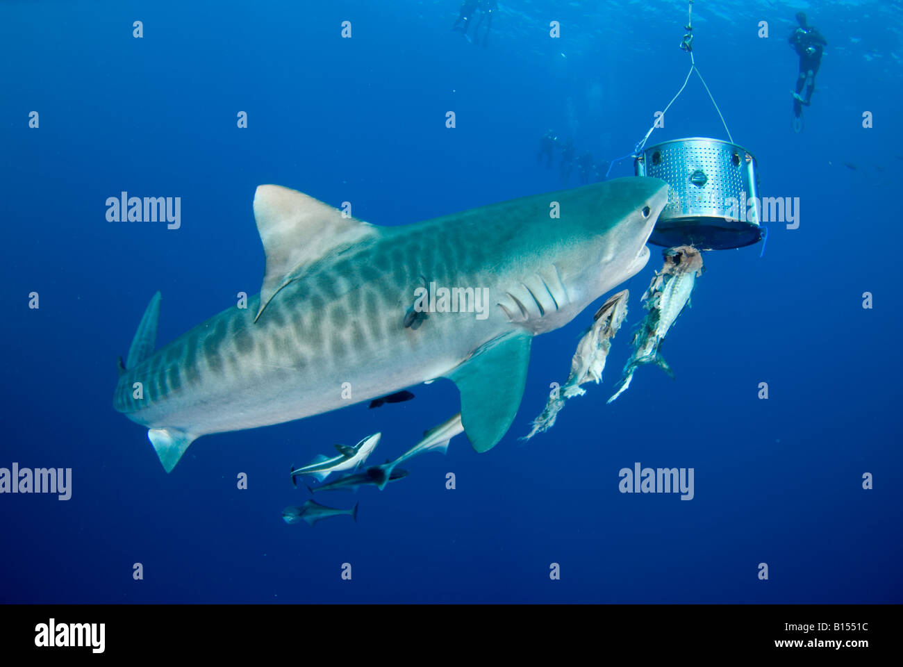 Tiger feeding on the bait Stock Photo - Alamy