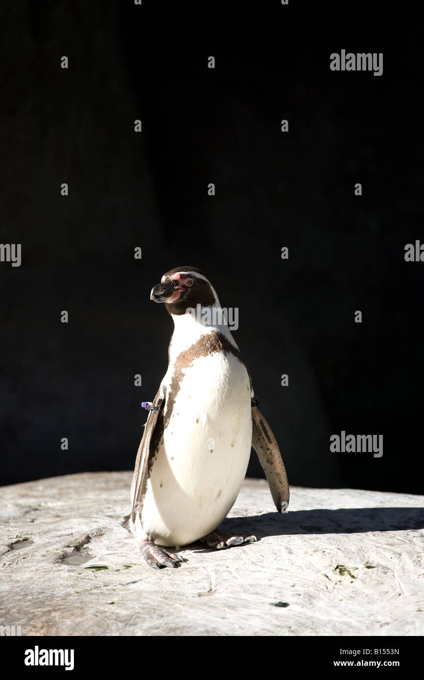 Santa penguin hi-res stock photography and images - Alamy