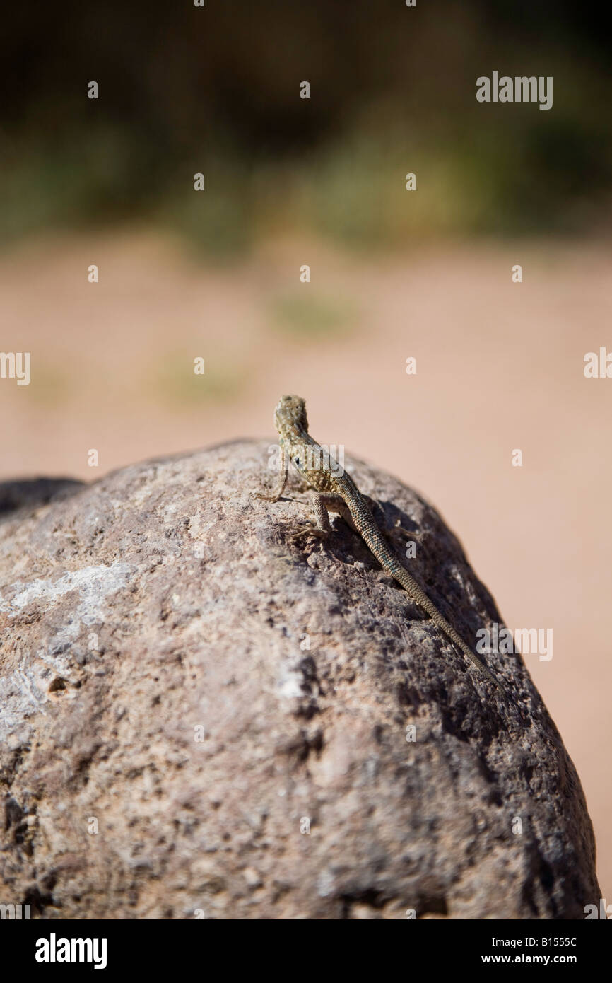 Lizard on Rock Stock Photo - Alamy