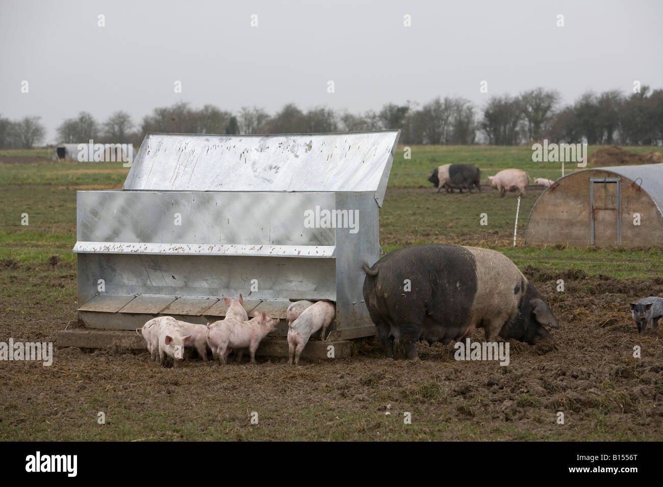 Organic British saddleback pig at Helen Browning s Eastbrook farm ...