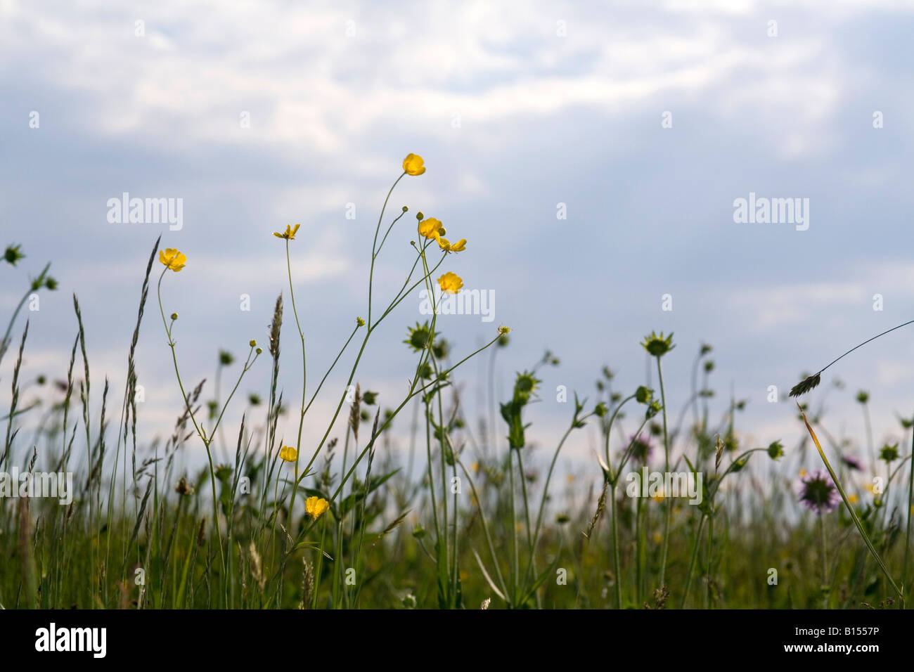 Green spring grass and wild flowers Stock Photo - Alamy