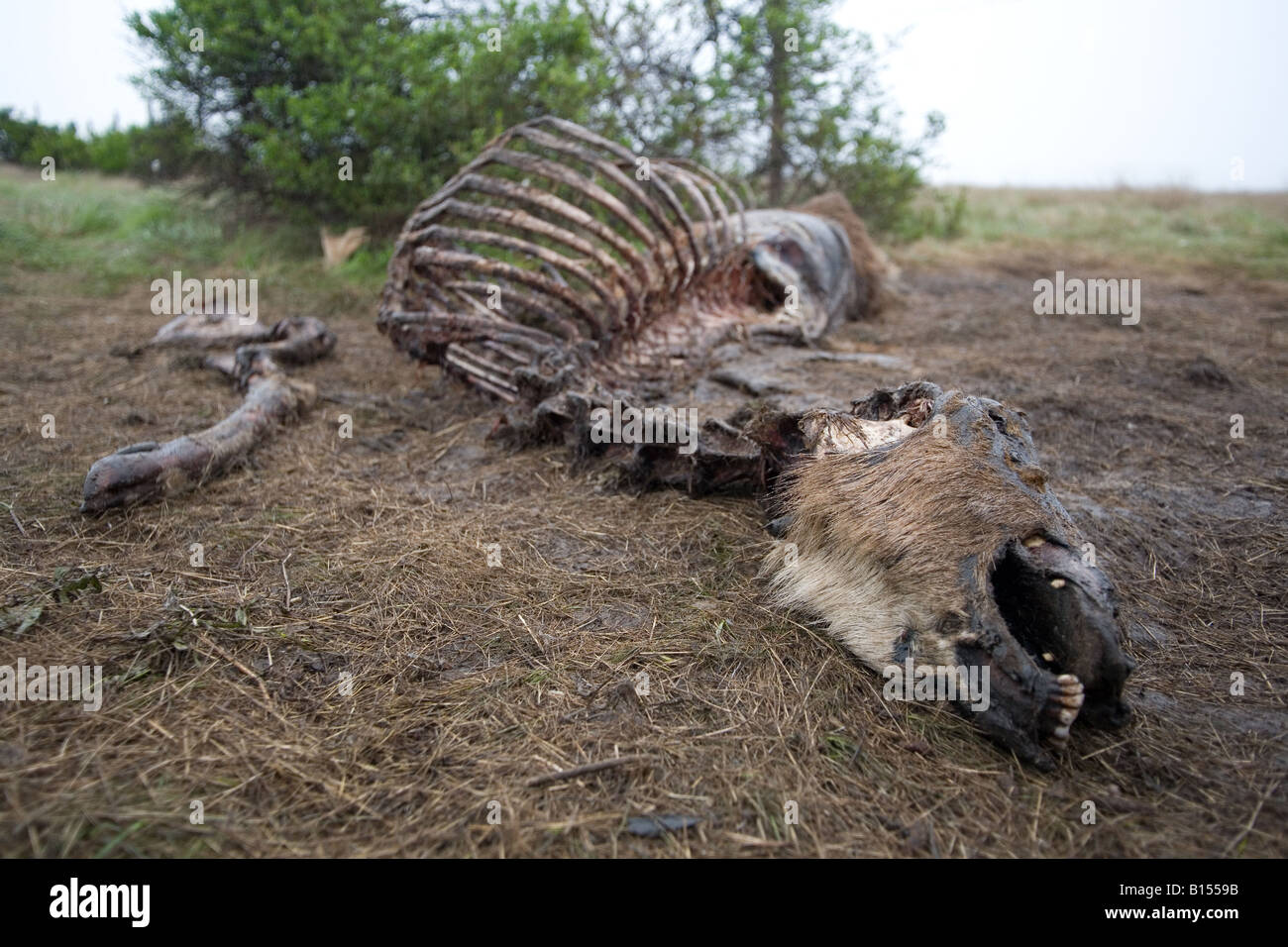 Dead deer hi-res stock photography and images - Alamy