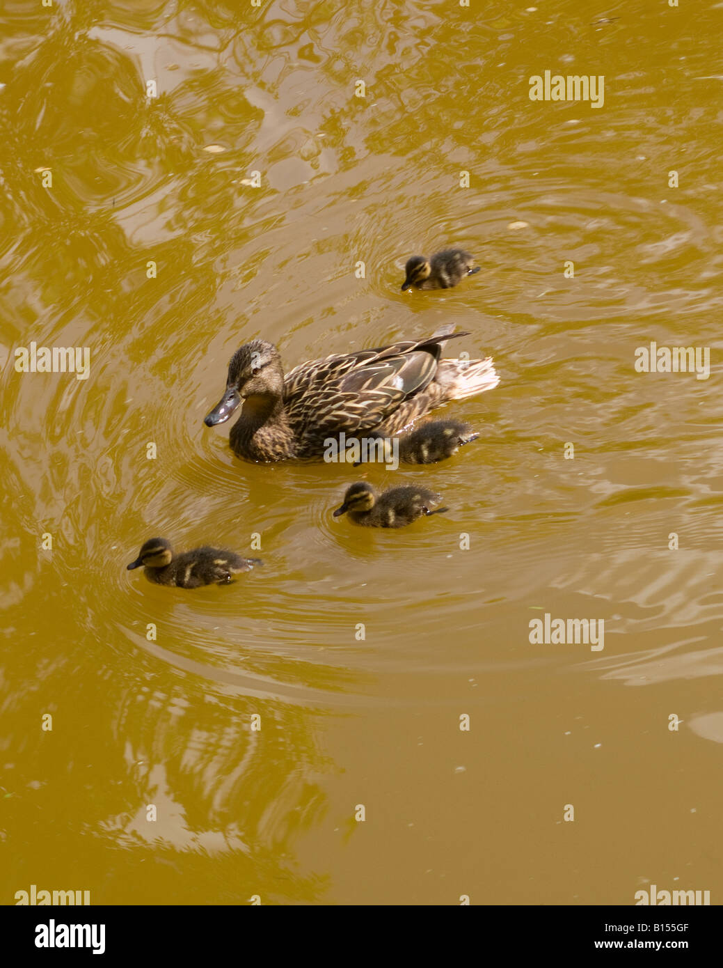 Female Adult Mallard with Four Fluffy Ducklings on the Trent and Mersey ...