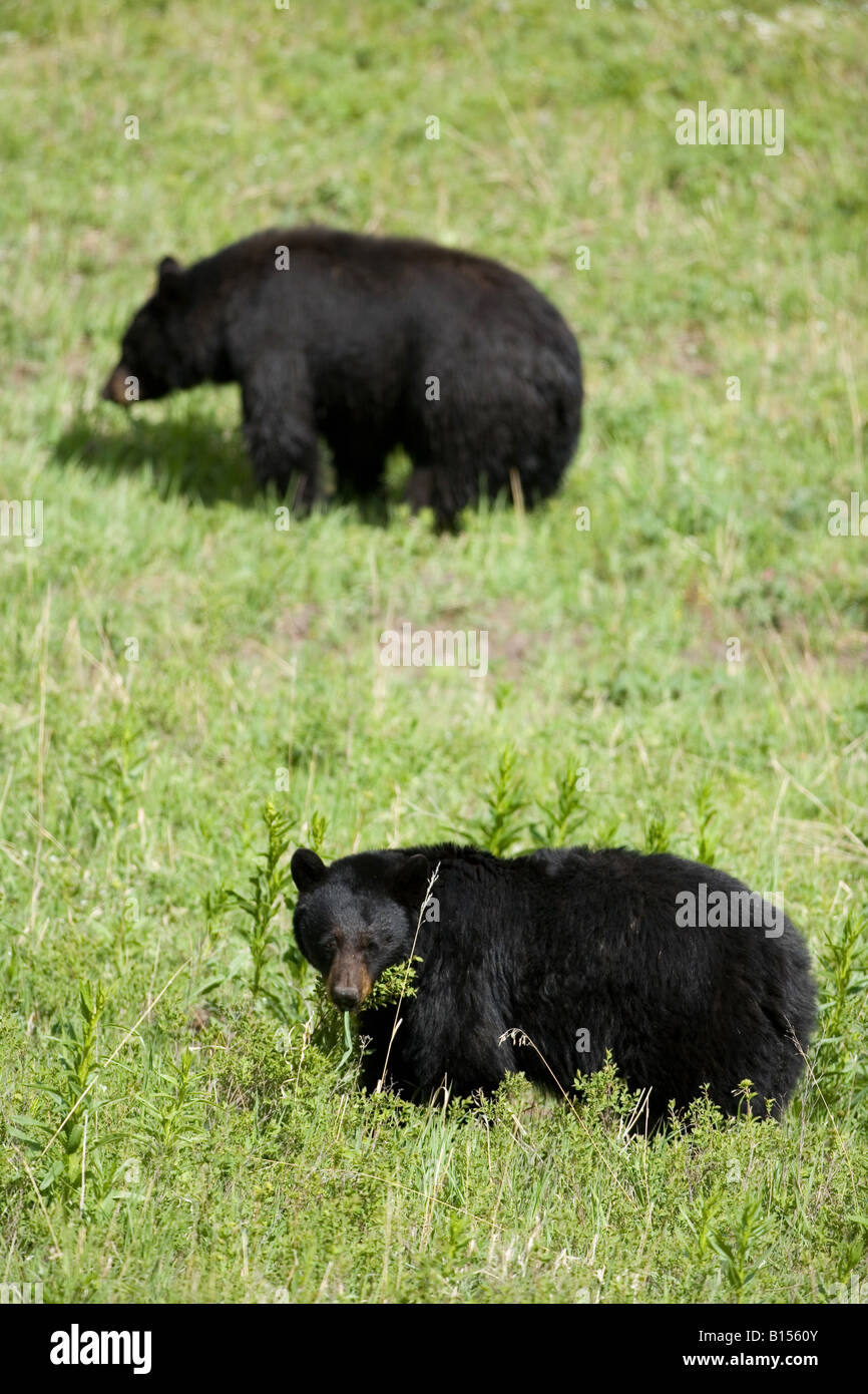 Approach bears hi-res stock photography and images - Alamy