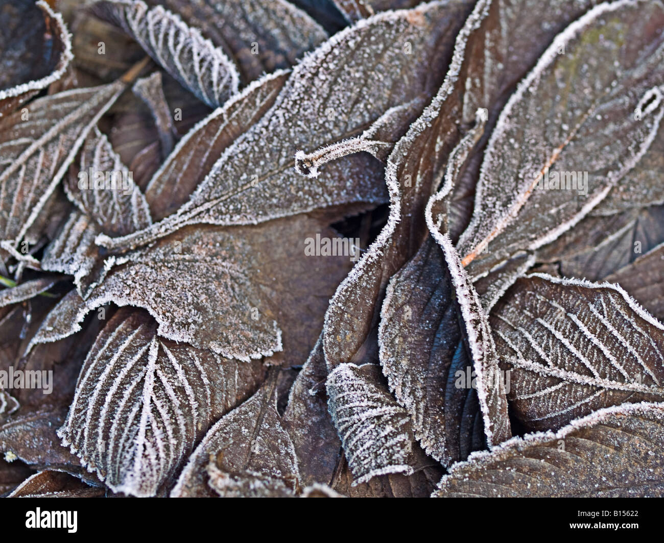 Detailed brown leaves hi-res stock photography and images - Alamy