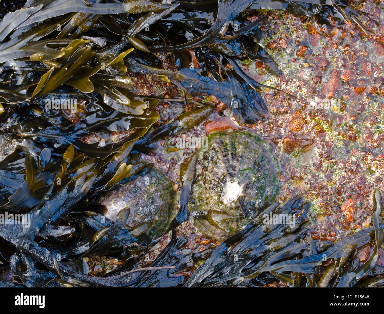 Slimey texture hi-res stock photography and images - Alamy