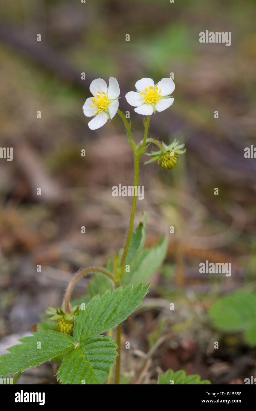 Wild Strawberry Fragaria vesca plant in flower Stock Photo - Alamy