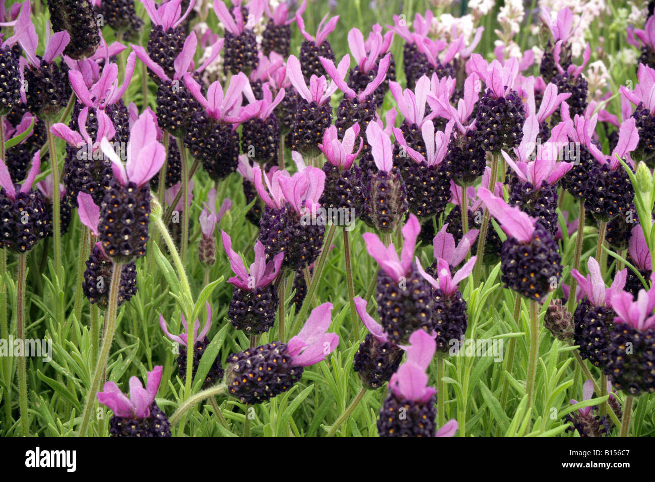 Lavendula hi-res stock photography and images - Alamy