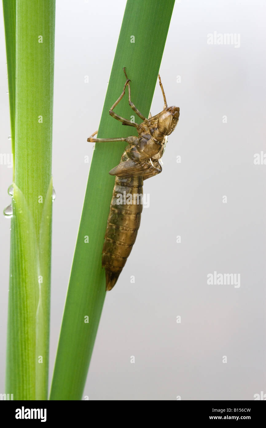 Emperor Dragonfly Anax imperator exuvia on a Bulrush Typha latifolia ...