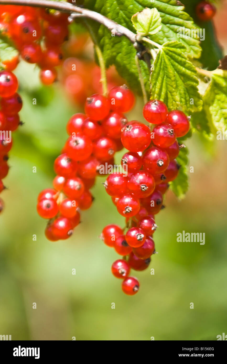 Currant fruit hi-res stock photography and images - Alamy