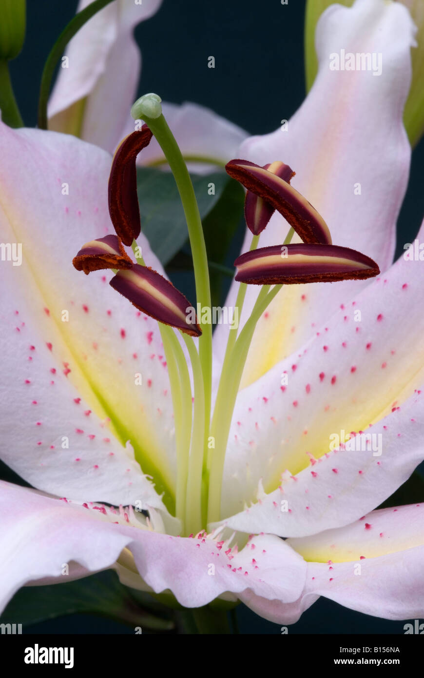 Pink lily close up Stock Photo - Alamy