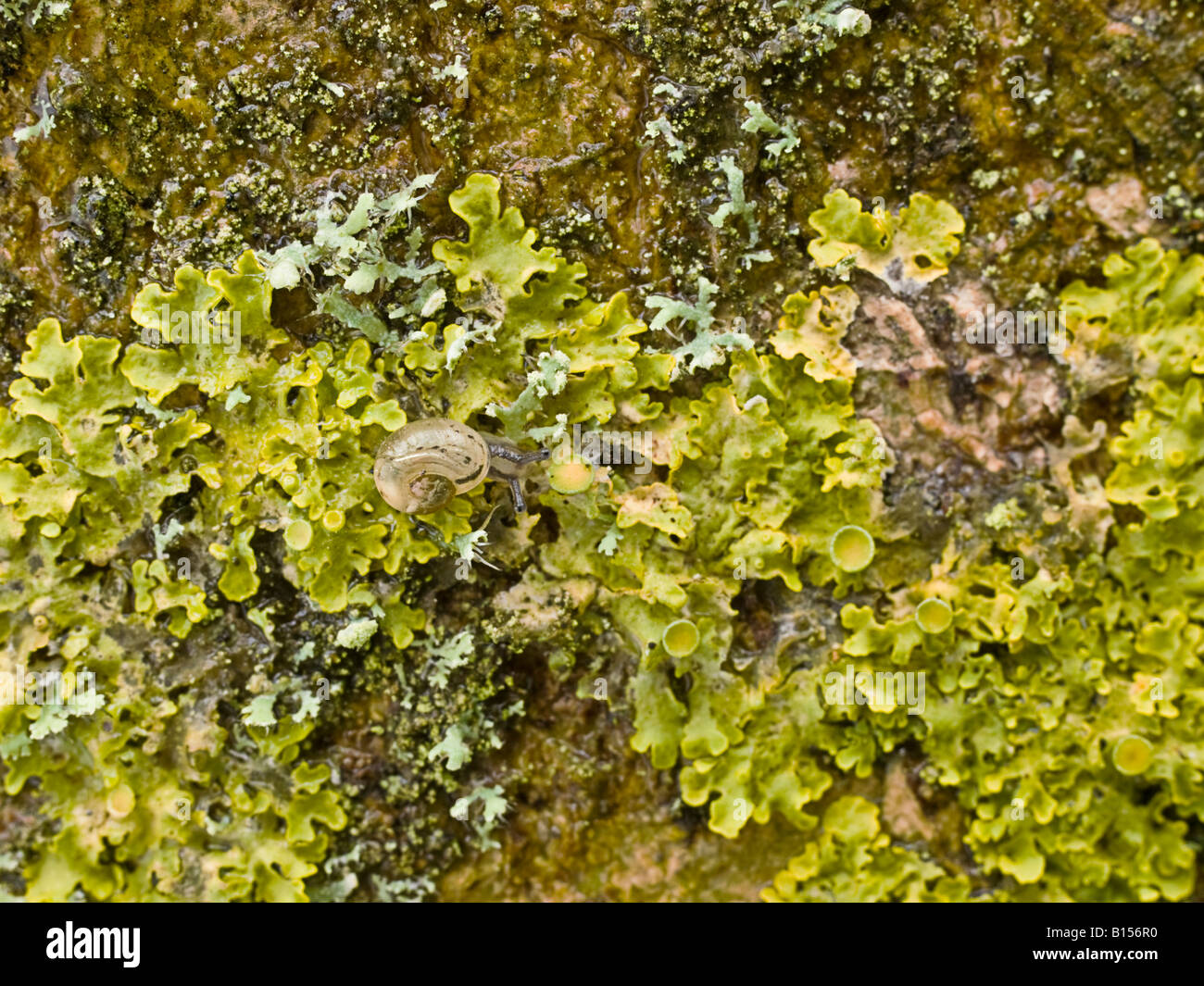 Micro snail feeding on lichens Stock Photo - Alamy
