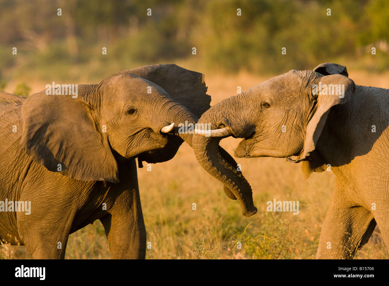 Closeup excited young elephants talking playing mouth open ears out ...
