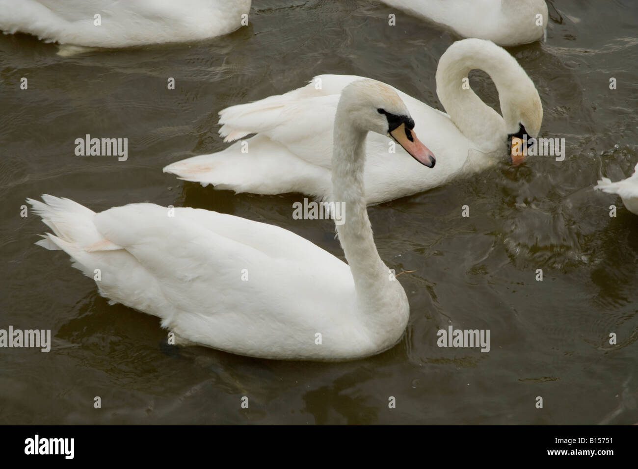 Wildlife geese swans Stock Photo - Alamy