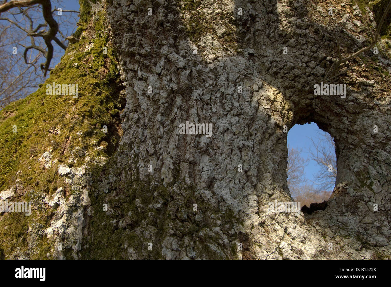 Close up of massive oak tree with split and hollow main trunk in early ...