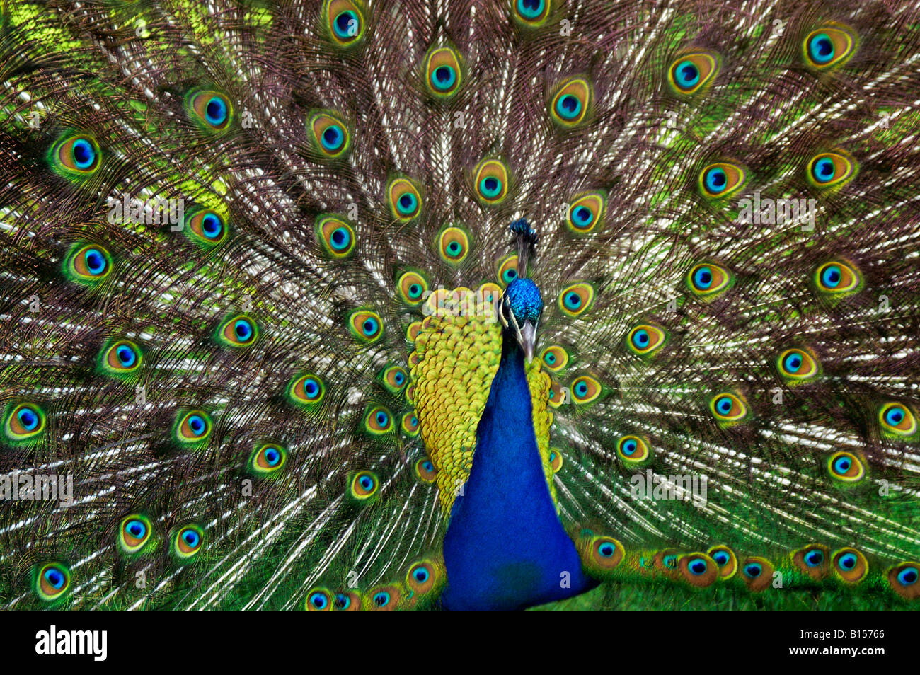 Peacock spreading colourful tail feather front view Stock Photo - Alamy