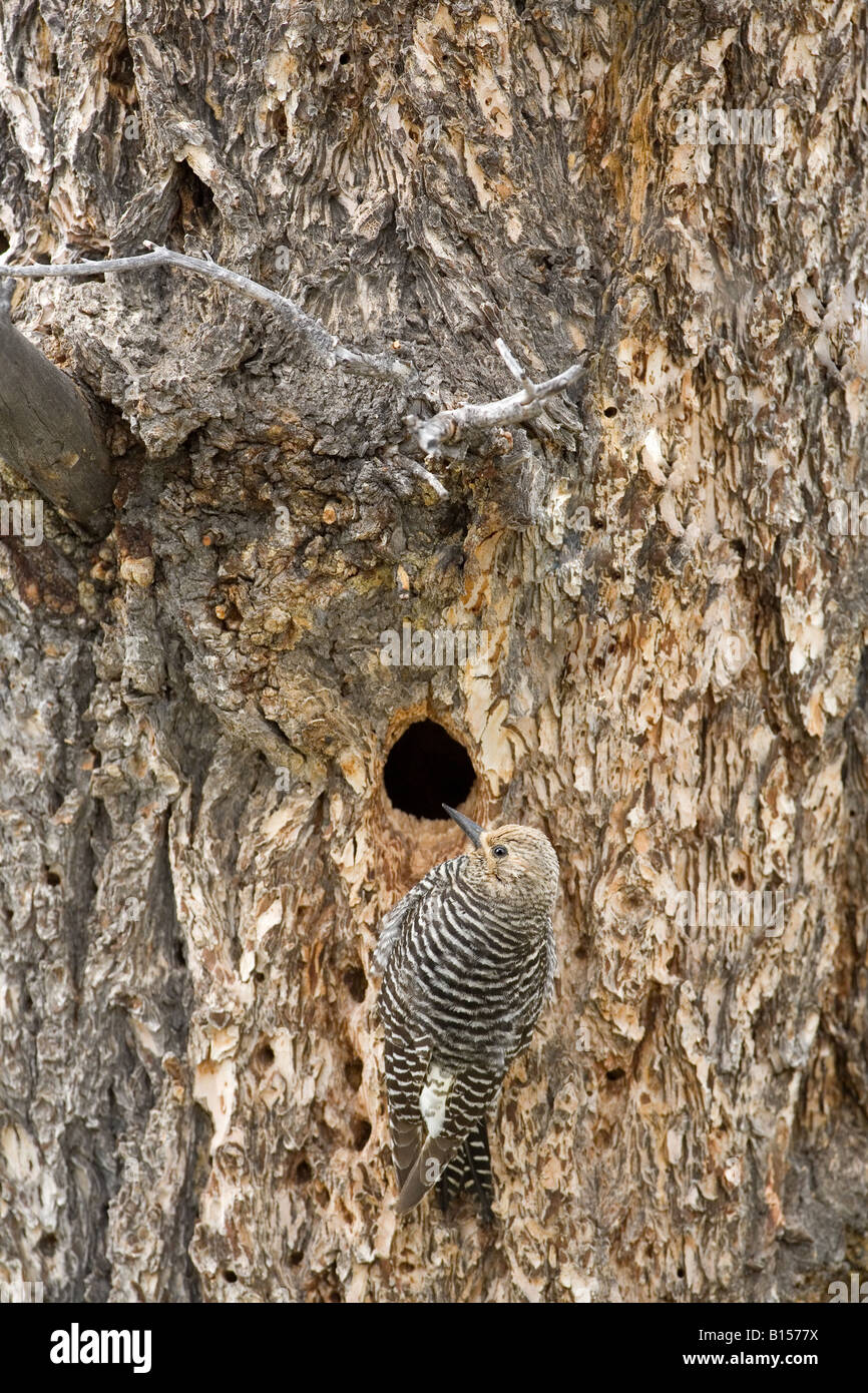 Female williamsons sapsucker hi-res stock photography and images - Alamy