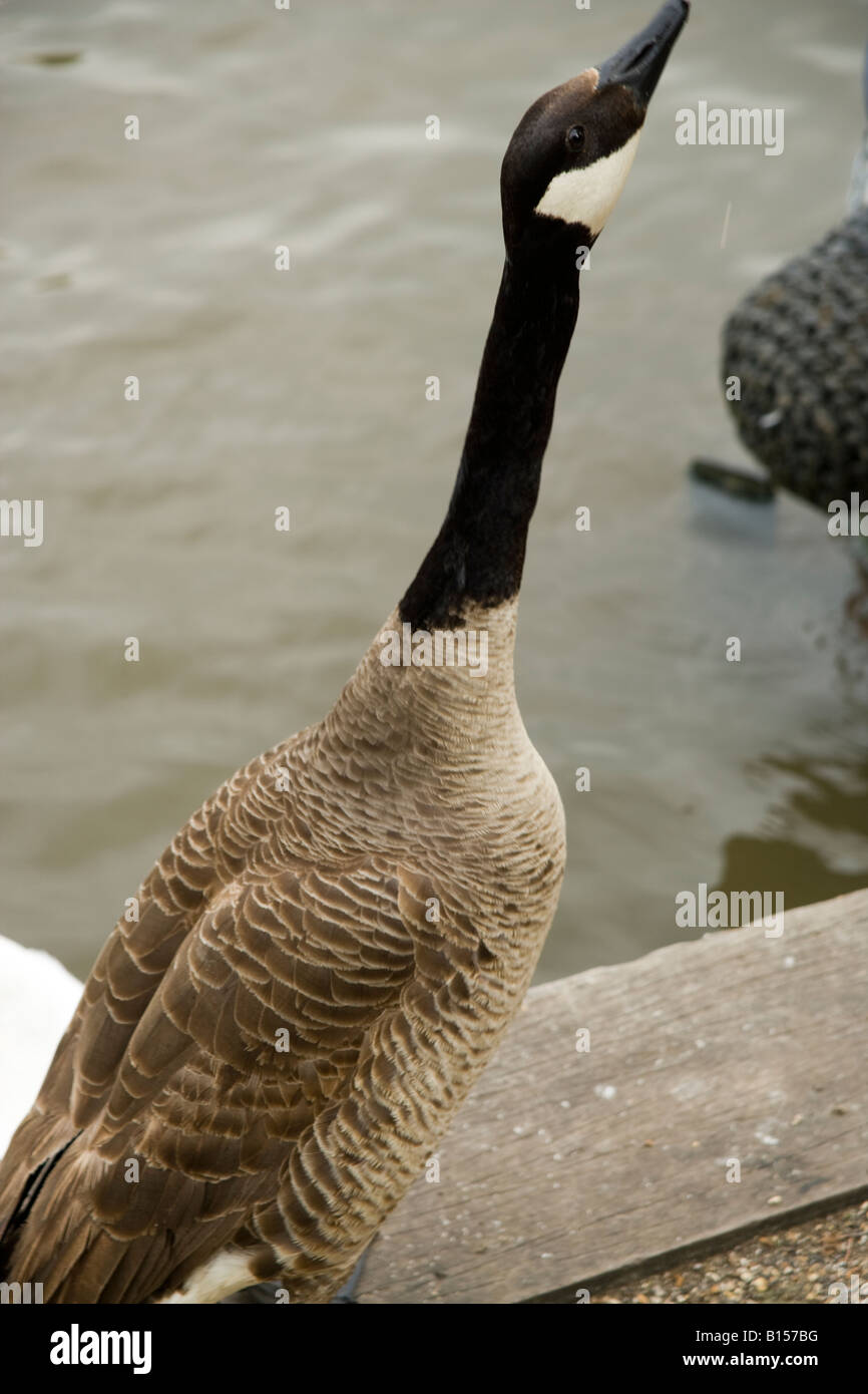 Wildlife geese swans Stock Photo - Alamy