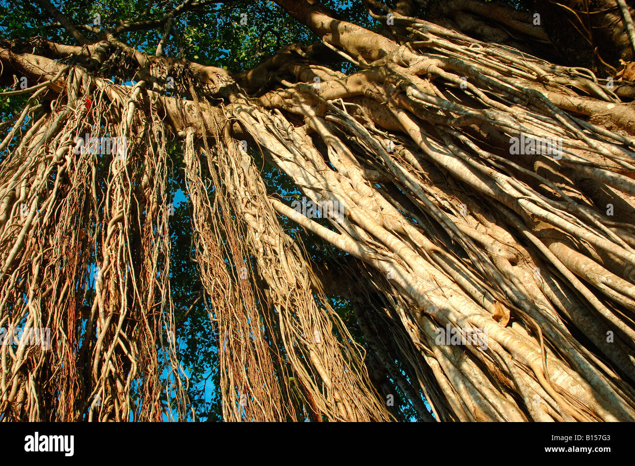 Karakonam hi-res stock photography and images - Alamy