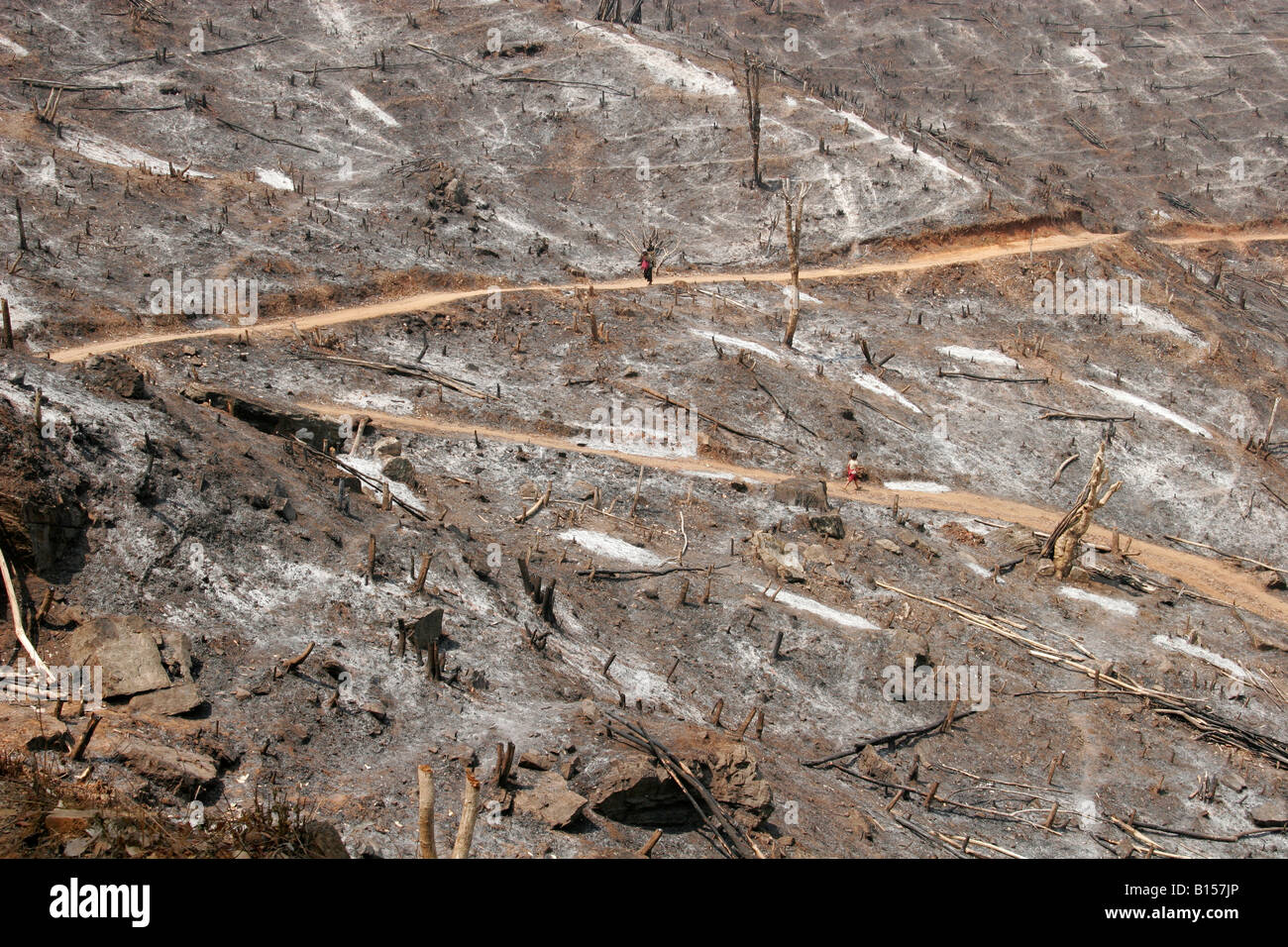 Slash and burn method of clearing the land, Chiang Mai province, North ...