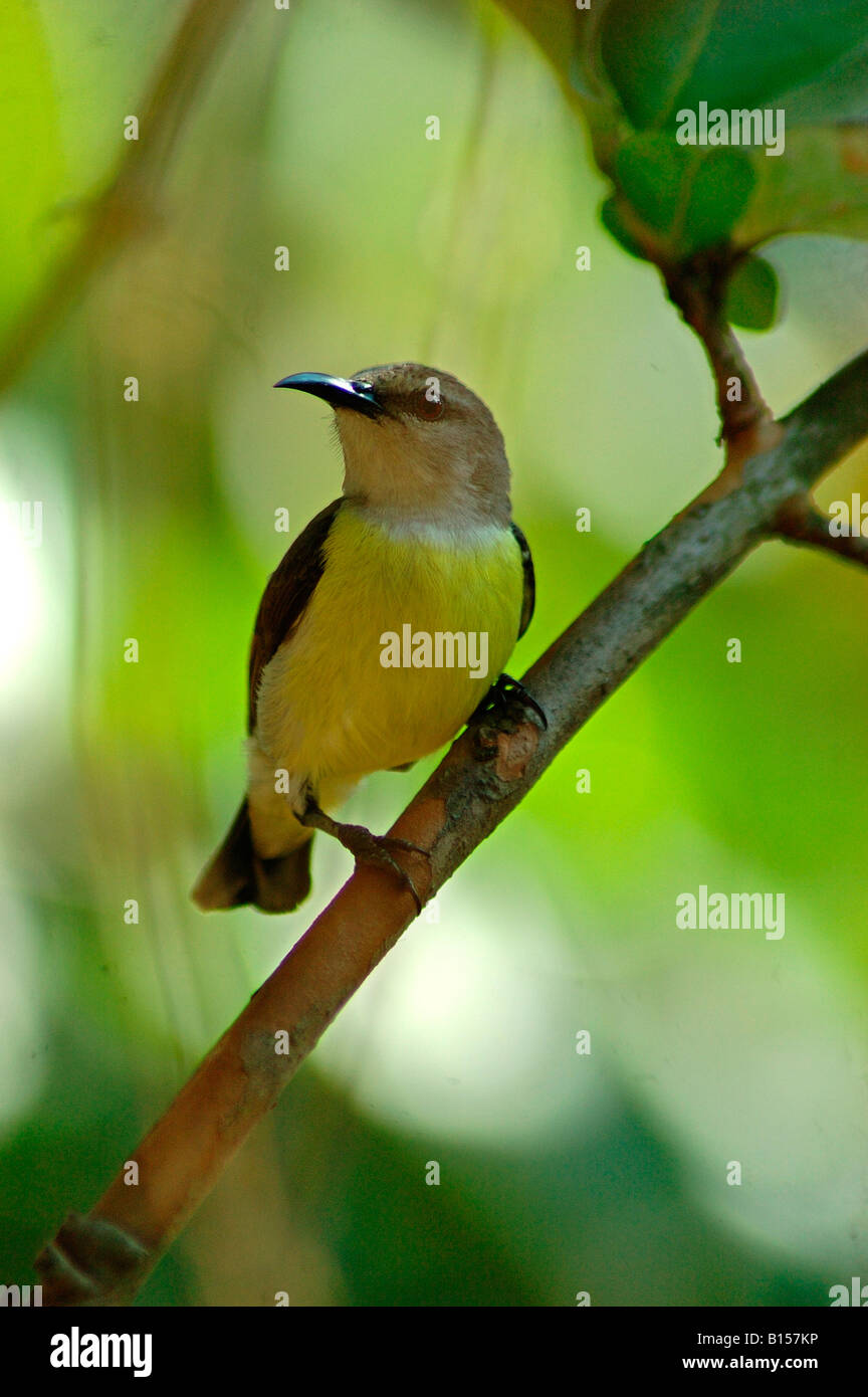 Honey bird hi-res stock photography and images - Alamy