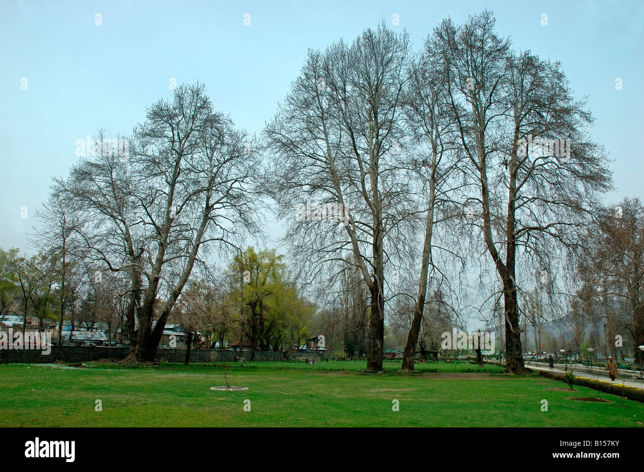 Chinar kashmir hi-res stock photography and images - Alamy