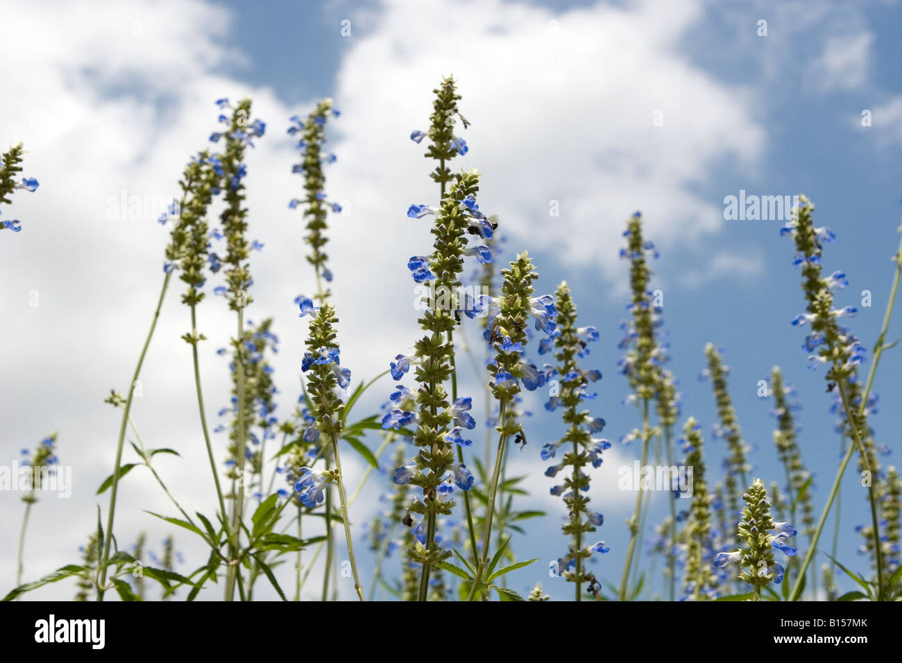 Bright blue Bog Sage (Salvia uliginosa) flowers with bright blue sky in ...