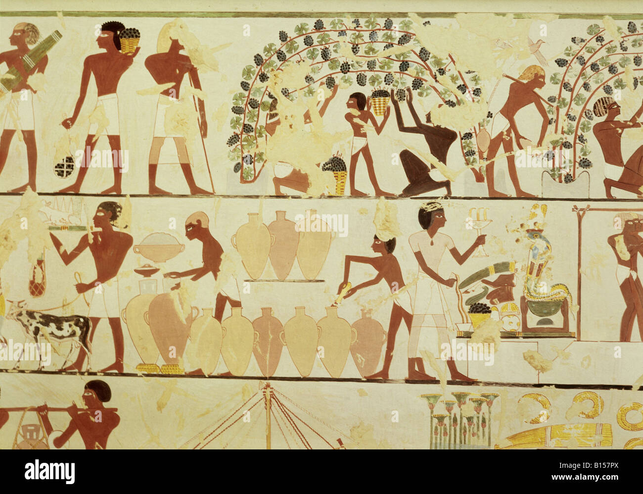 Egypt grape harvest hi-res stock photography and images - Alamy