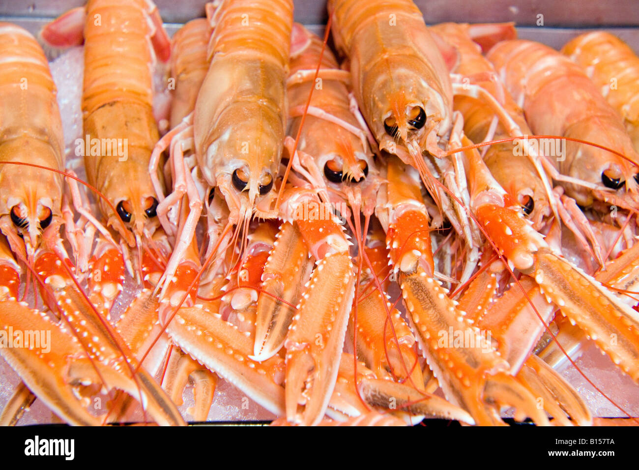 Scampi at the stall in Gothenburg s famous fish market Fisekörka in ...