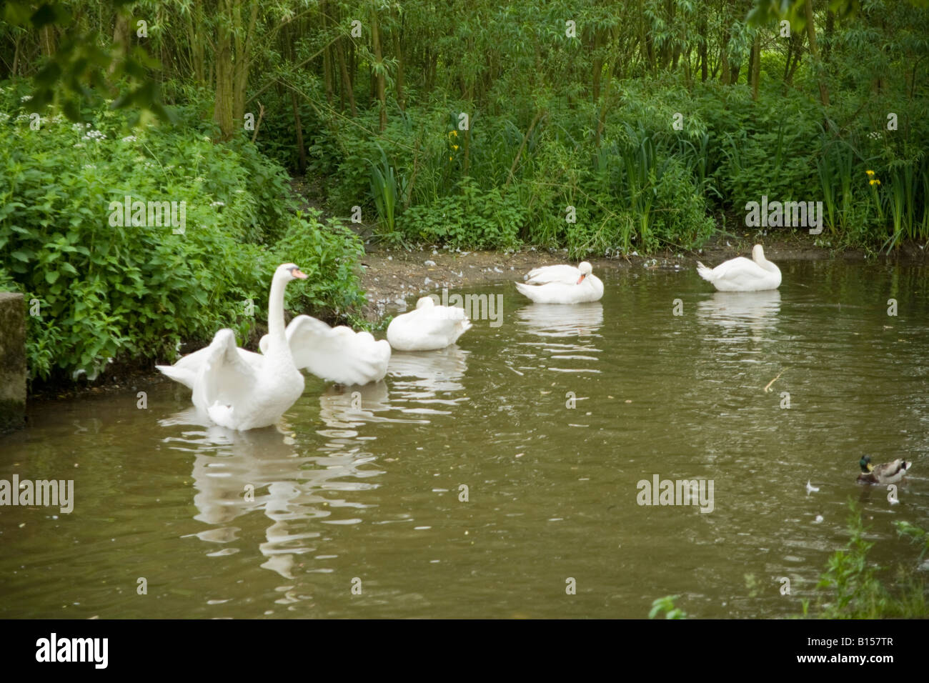 Wildlife geese swans Stock Photo - Alamy