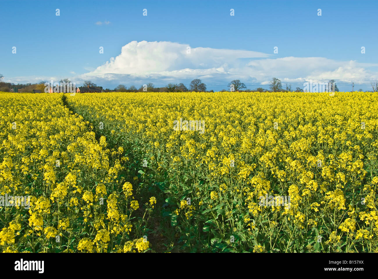 Yellow rape seed flowers grown on Bromham open farm land in Wiltshire ...