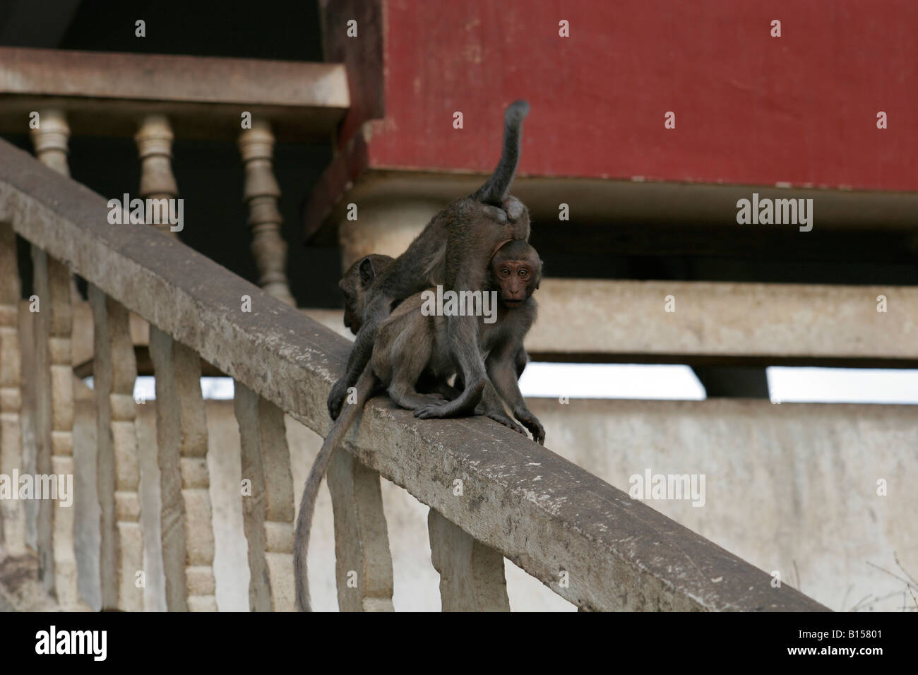 Monkeys (macaque) on the slope of Khao Chong Krajok (Mirror Tunnel ...