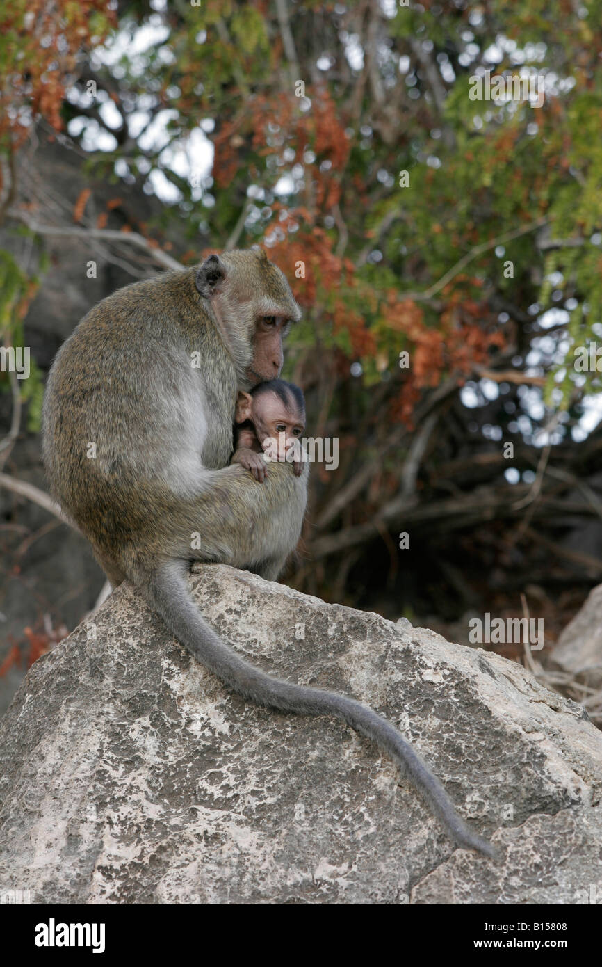 Monkeys (macaque) on the slope of Khao Chong Krajok (Mirror Tunnel ...