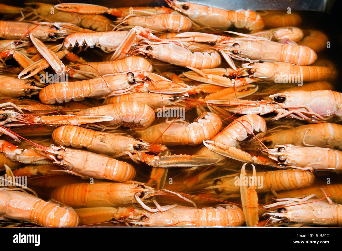 Cooked Norway lobster Nephrops norvegicus also called Dublin Bay prawn ...