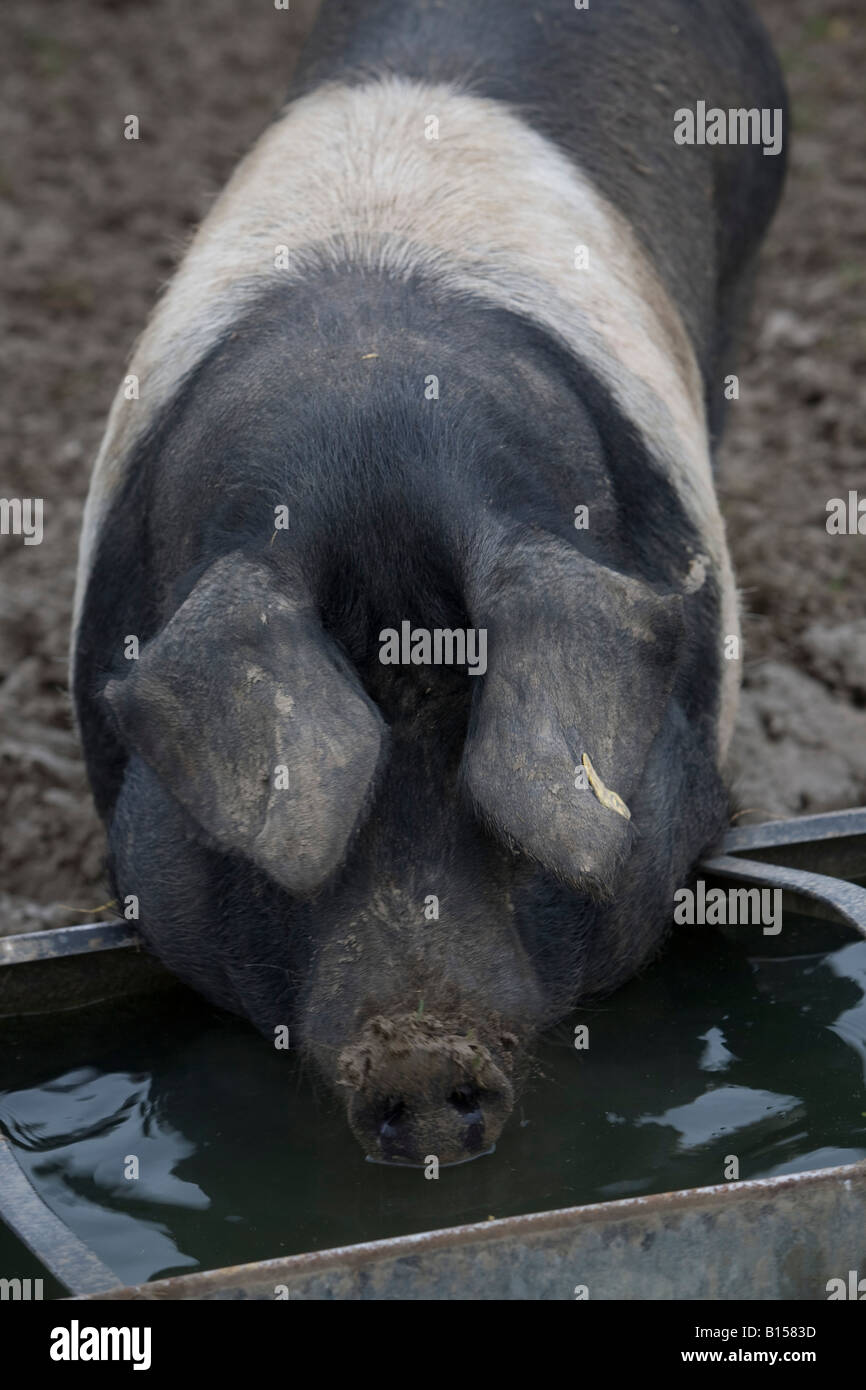 British saddleback pig hi-res stock photography and images - Alamy