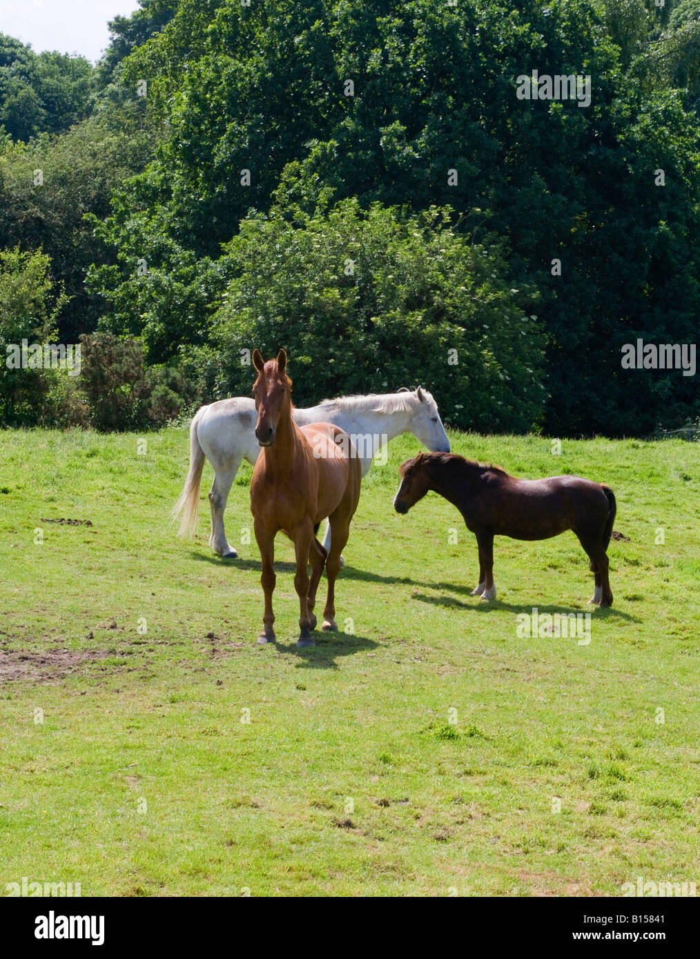Three legged horse hi-res stock photography and images - Alamy