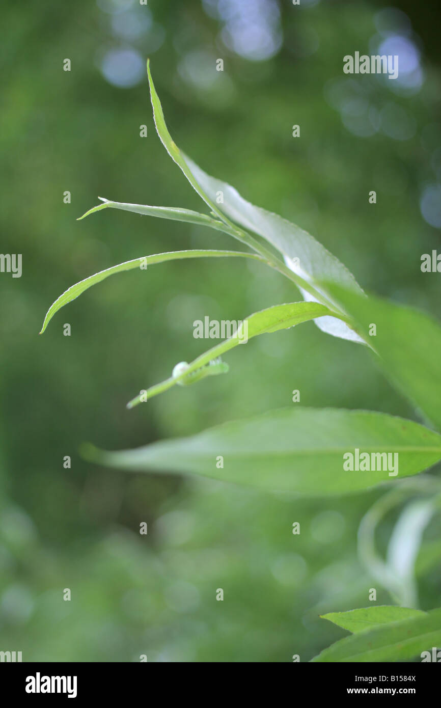 Sharp leaf willow hi-res stock photography and images - Alamy