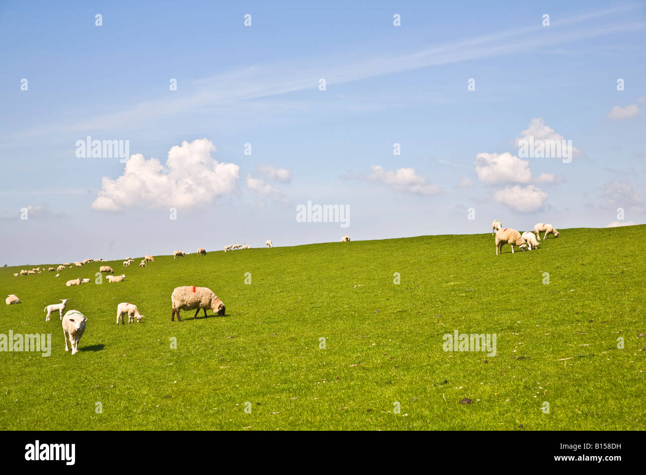 Germany north sea lamb embankment hi-res stock photography and images ...