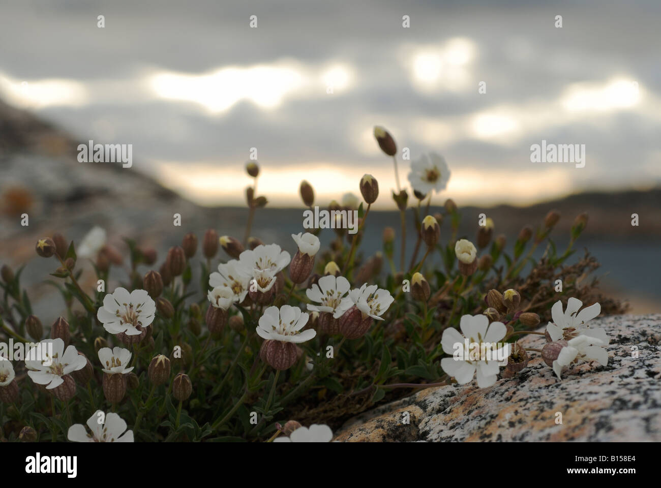 sea campion flower (Silene uniflora Roth) Sweden Stock Photo - Alamy